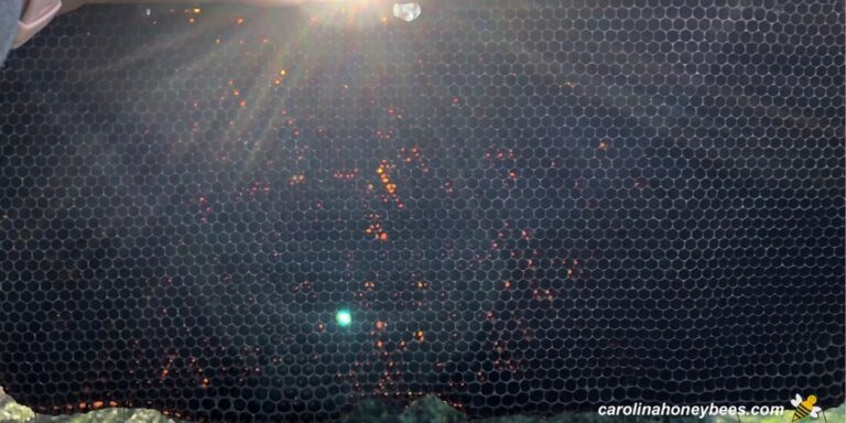 Black Honeycomb: What to do With it? - Carolina Honeybees