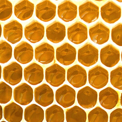 How do Bees Make Wax? - Carolina Honeybees