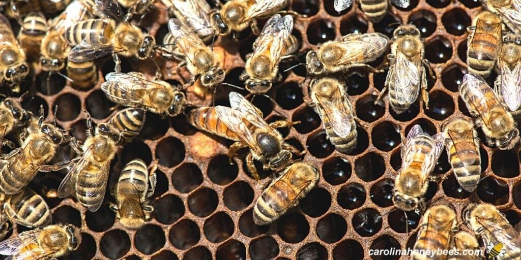 Why do Bees Kill their Queen? - Carolina Honeybees