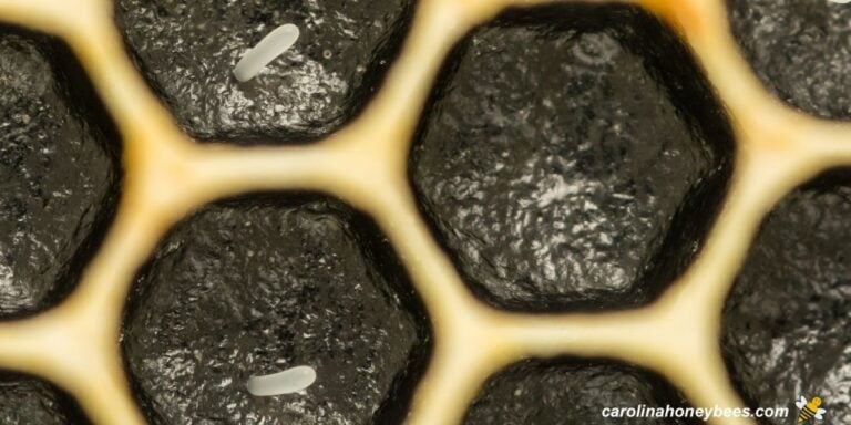 Honey Bee Eggs: What Every Beekeeper Should Know- Carolina Honeybees