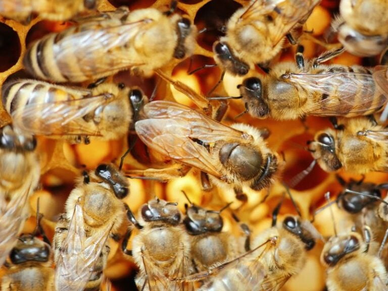 Honey Bee Eggs: What Every Beekeeper Should Know- Carolina Honeybees