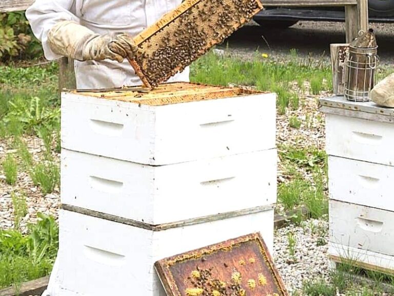 Understanding The Honey Flow - Carolina Honeybees