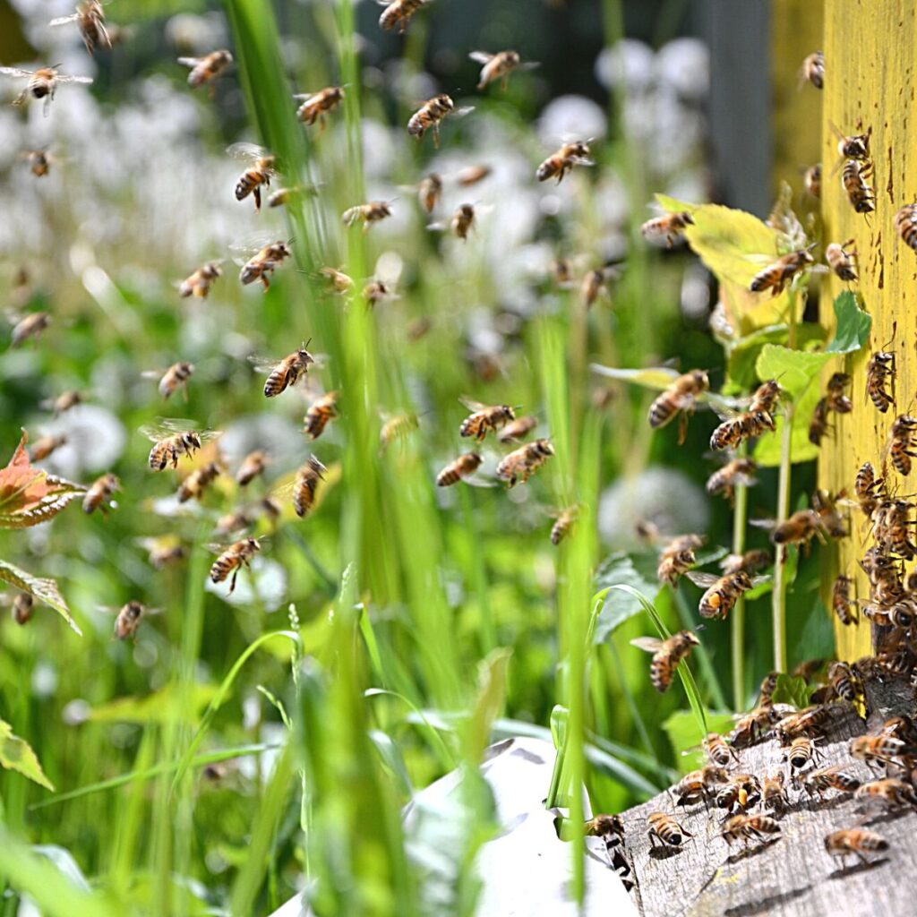 Feeding Bees Sugar Water-A Complete Guide - Carolina Honeybees