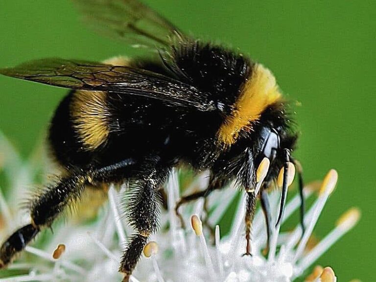 Do All Bees Die in Winter? - Carolina Honeybees