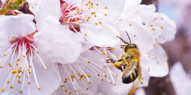 Foraging Bees: What are They & What do They Do?- Carolina Honeybees