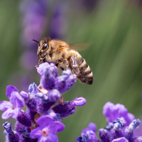 Foraging Bees - Why Bees Gather - Carolina Honeybees