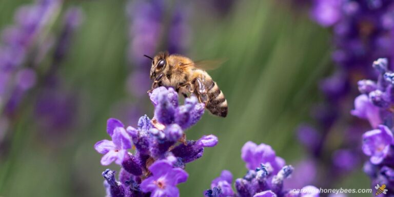 Foraging Bees: What are They & What do They Do?- Carolina Honeybees