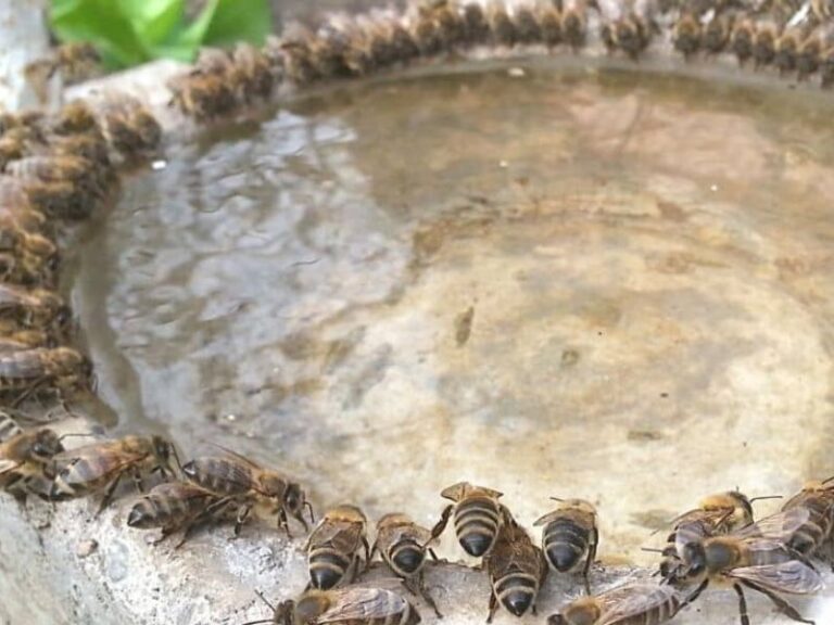 How to Provide Water for Bees- Carolina Honeybees