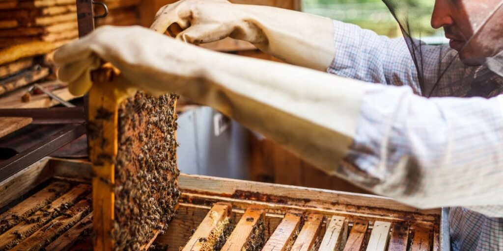 Horizontal Beehives: Exploring Pros & Cons- Carolina Honeybees