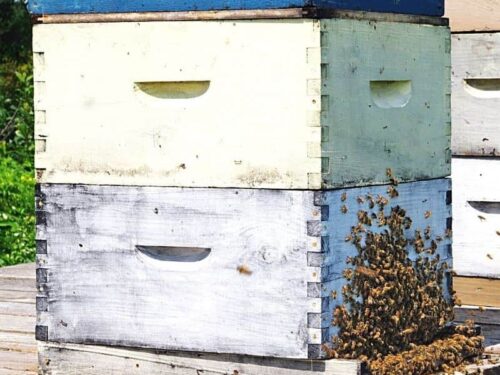 How to Build a Beehive of Your Own - Carolina Honeybees