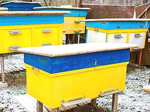 Horizontal Beehives: Exploring Pros & Cons- Carolina Honeybees
