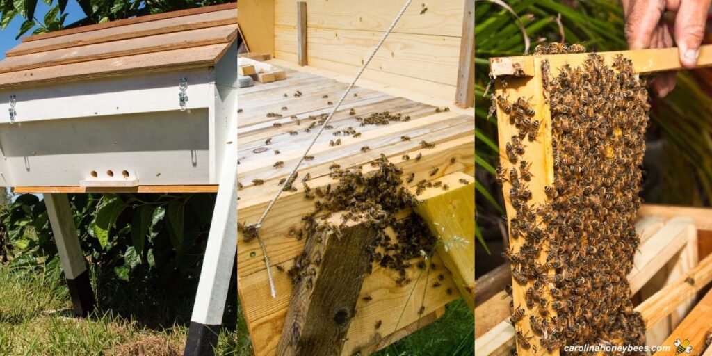 Horizontal Beehives: Exploring Pros & Cons- Carolina Honeybees