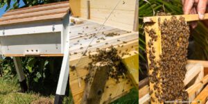 Horizontal Beehives: Exploring Pros & Cons- Carolina Honeybees