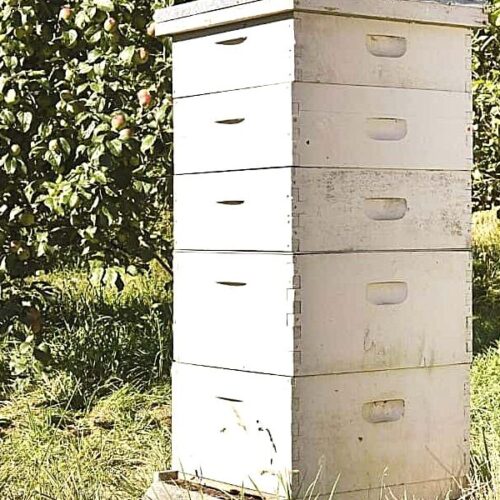 Horizontal Beehives: A Useful Guide - Carolina Honeybees