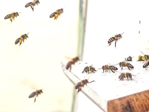Foraging Bees: What are They & What do They Do?- Carolina Honeybees