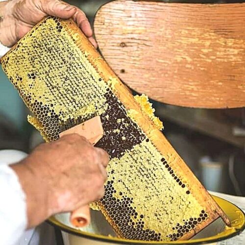 Inside the Beekeeper's Honey House - Carolina Honeybees