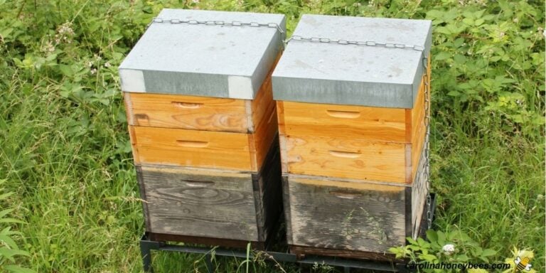 Deep, Medium, or Shallow? A Guide to Beehive Box Sizes- Carolina Honeybees