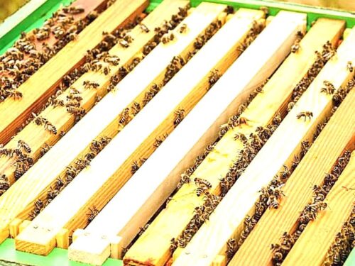 Deep, Medium, or Shallow? A Guide to Beehive Box Sizes- Carolina Honeybees
