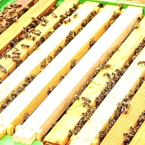 Which Honey Bee Boxes do You Need? - Carolina Honeybees