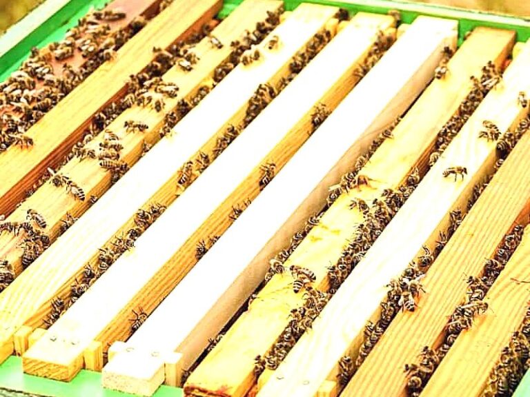Deep, Medium, or Shallow? A Guide to Beehive Box Sizes- Carolina Honeybees