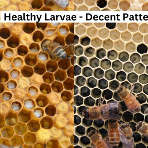European Foulbrood : A Beekeeper's Guide- Carolina Honeybees