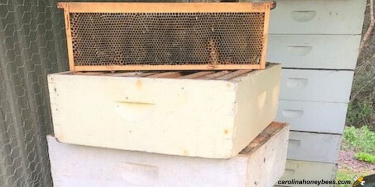 Deep, Medium, or Shallow? A Guide to Beehive Box Sizes- Carolina Honeybees