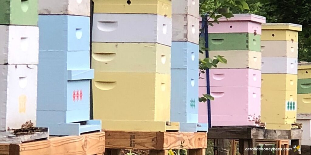 Deep, Medium, or Shallow? A Guide to Beehive Box Sizes- Carolina Honeybees