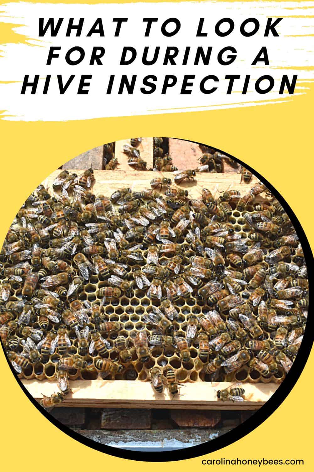 How to Inspect a Beehive - Carolina Honeybees
