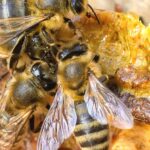 Do Bees Have Teeth? - Carolina Honeybees