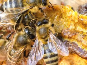 Do Bees Have Teeth? - Carolina Honeybees