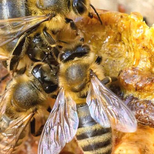 Do Bees Have Teeth? - Carolina Honeybees
