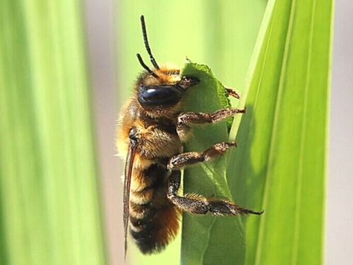 Do Bees Have Teeth? - Carolina Honeybees