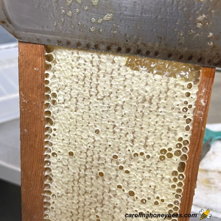 How to Extract Honey: Step by Step - Carolina Honeybees