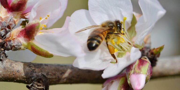 Why Bees are Important (How to Help Save Them)- Carolina Honeybees