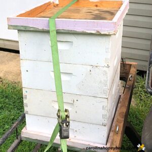 How to Harvest Honey from a Beehive: A Step-by-Step Guide- Carolina ...