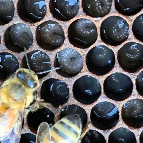 Significance of Bee Larvae in Honey Bee Colonies- Carolina Honeybees