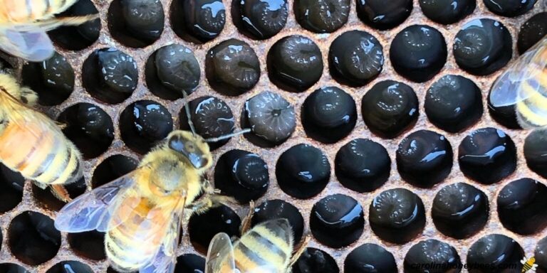 Honey Bee Larvae: Recognizing Healthy Bees- Carolina Honeybees