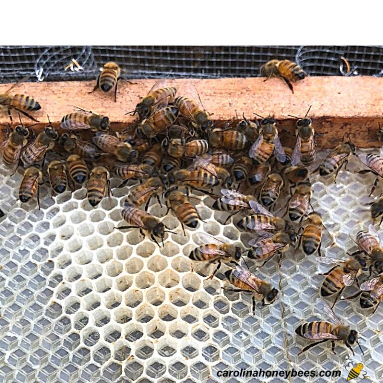 How Many Legs Do Bees Have?- Carolina Honeybees