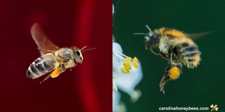 How Many Legs Do Bees Have?- Carolina Honeybees