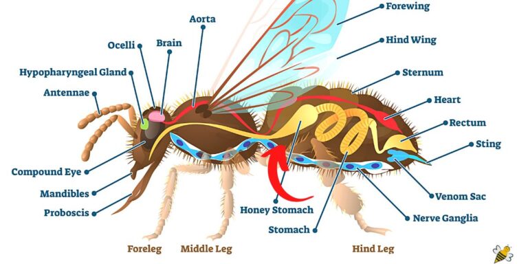 Why Honey Is Not Bee Vomit - What You Should Know- Carolina Honeybees