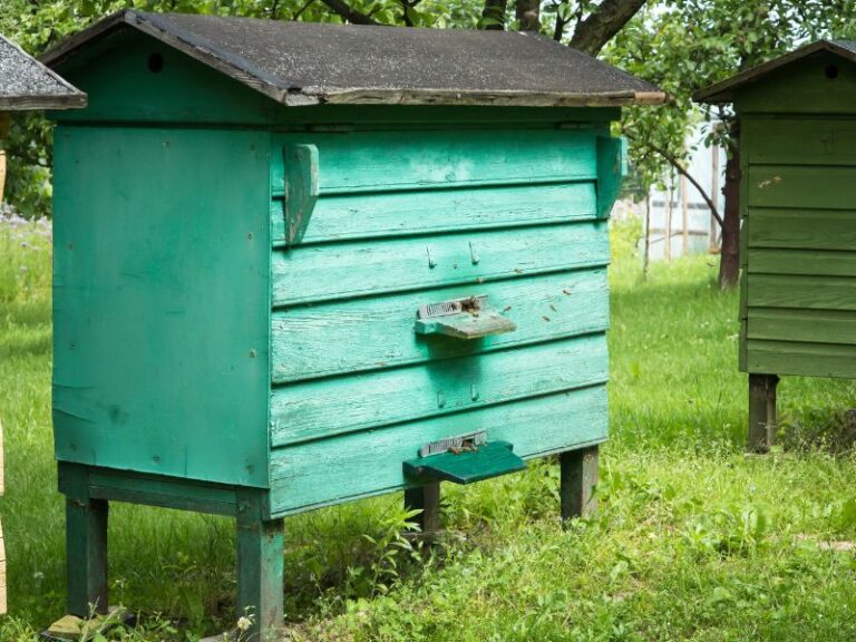 Different Types of Beehives (Pros & Cons)- Carolina Honeybees