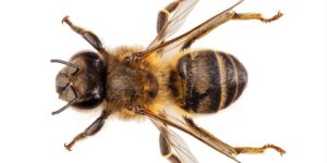 How Many Legs Do Bees Have?- Carolina Honeybees