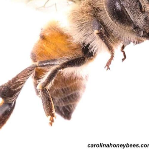 Honey Bee Legs: Why Bees Have So Many? - Carolina Honeybees