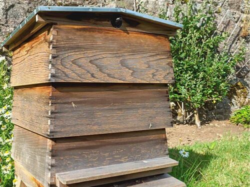 Different Types of Beehives (Pros & Cons)- Carolina Honeybees