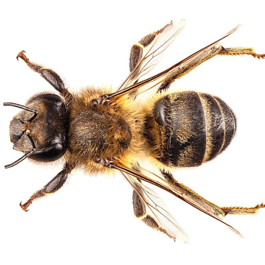 Bee Brood - {Keys to Identification} - Carolina Honeybees