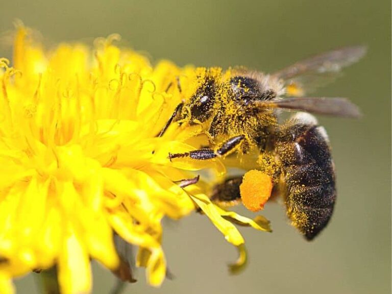Carniolan Honey Bees 101: The Charm of Carnis - Carolina Honeybees