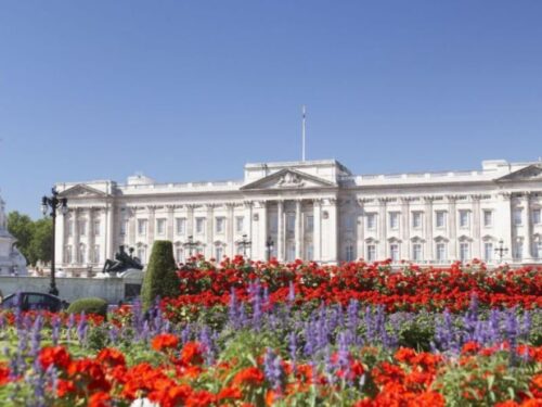 Telling the Bees: A Beekeeping Tradition- Carolina Honeybees