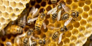 Carniolan Honey Bees 101: The Charm of Carnis - Carolina Honeybees