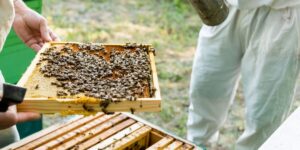 Local Beekeeping Associations Help Beekeepers- Carolina Honeybees