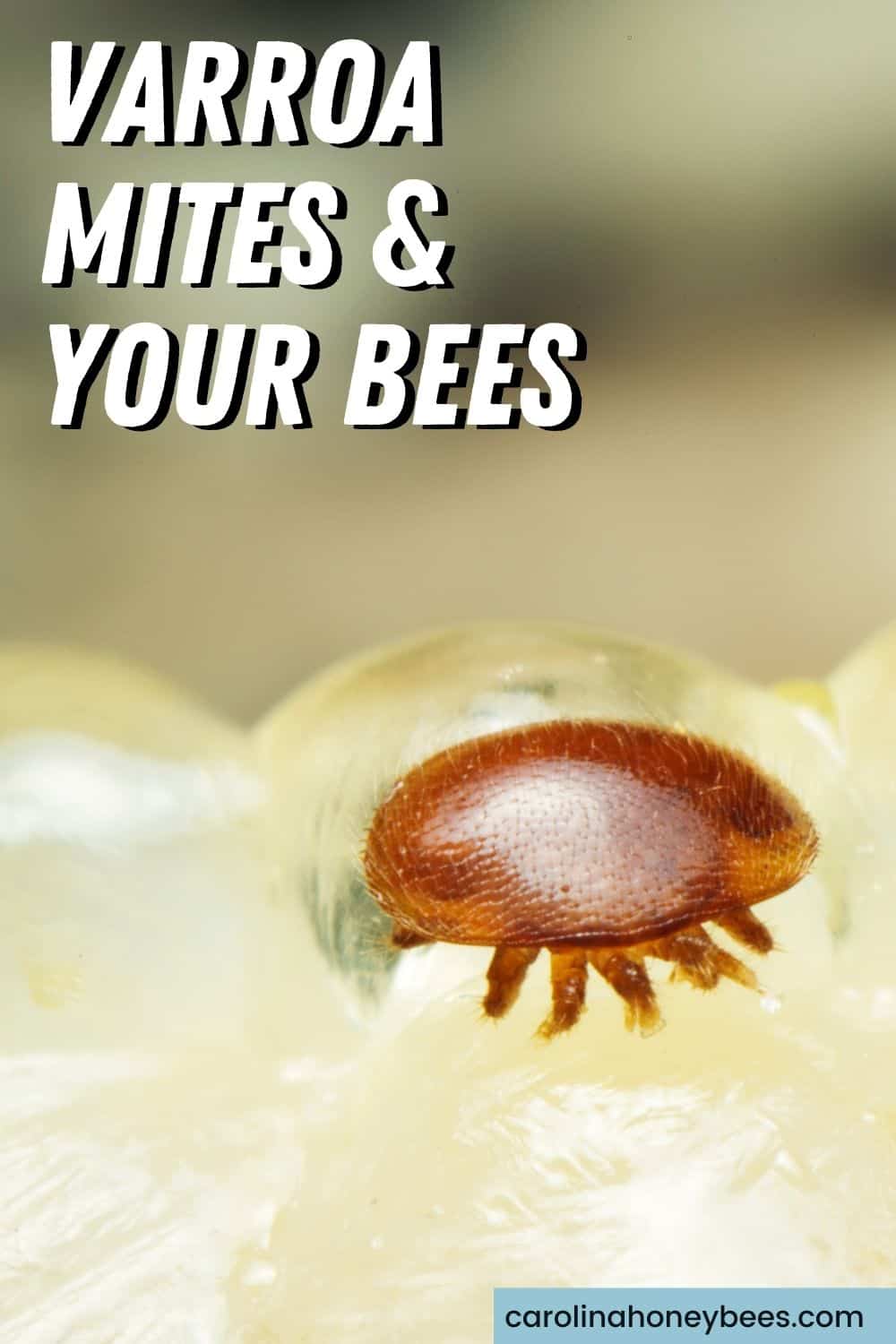 Best Varroa Mite Treatment for Your Bees - Carolina Honeybees
